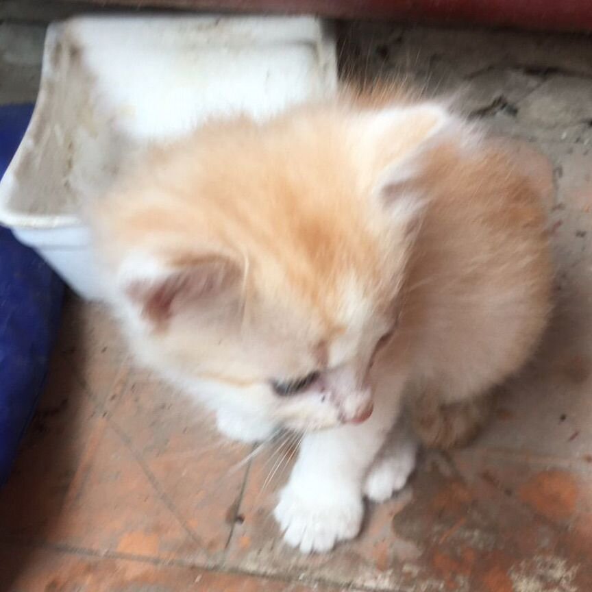 Рыжий котенок мальчик