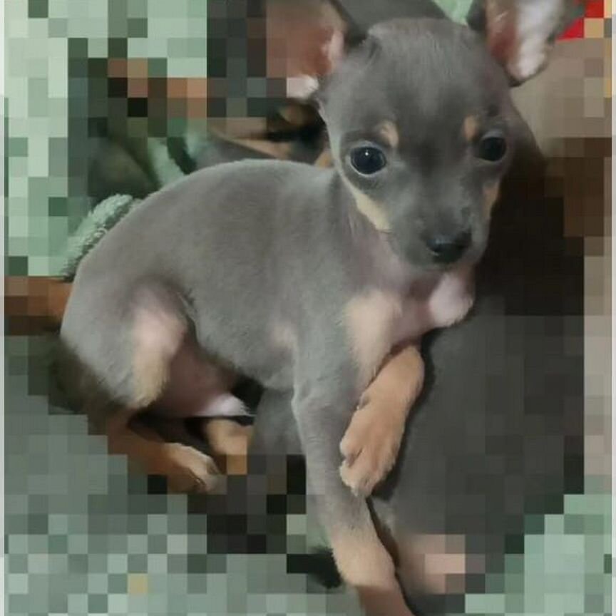 Той-терьер щенки