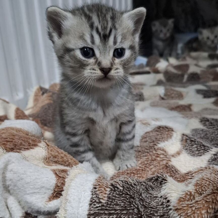 Шотландский вислоухий короткошёрстный котёнок