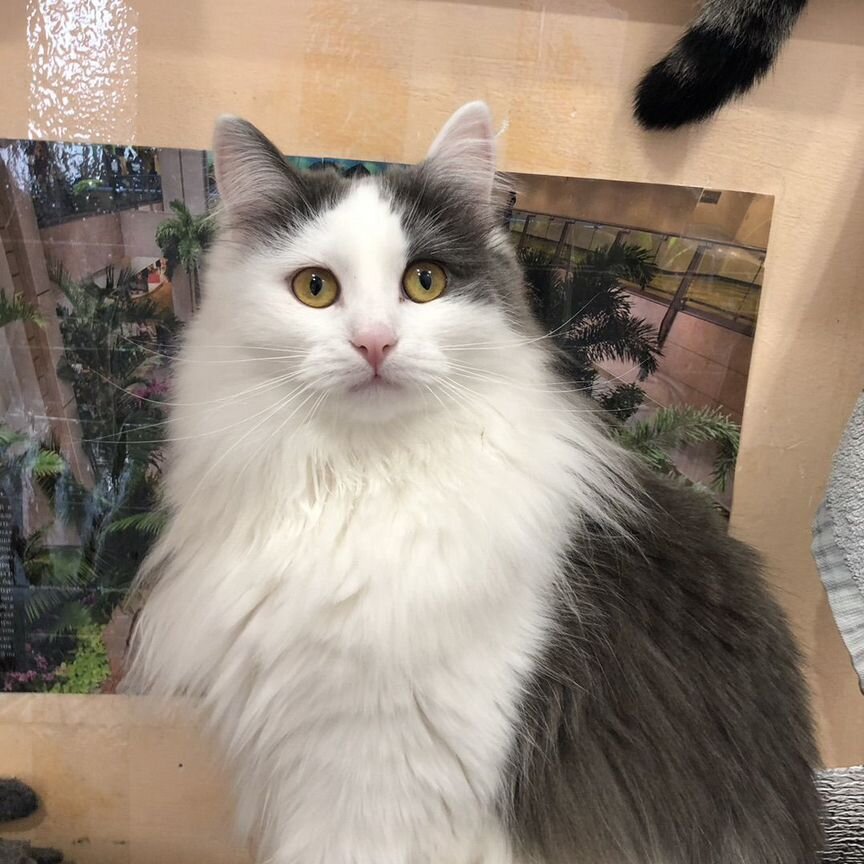 Молодая стерилизованнная кошка