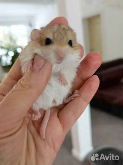 Жирнохвостая песчанка