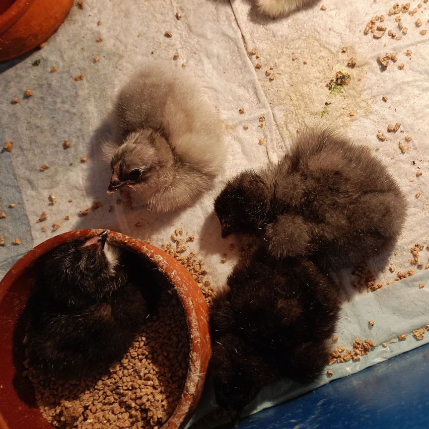 Цыплята Брама недельные