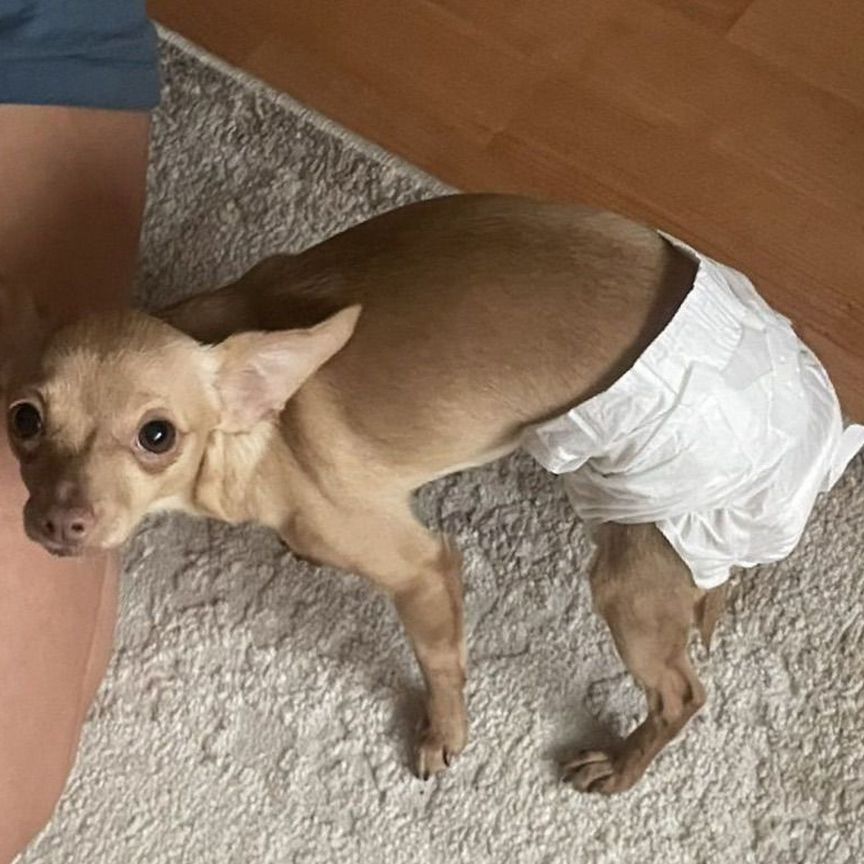 Английский той-терьер, щенок