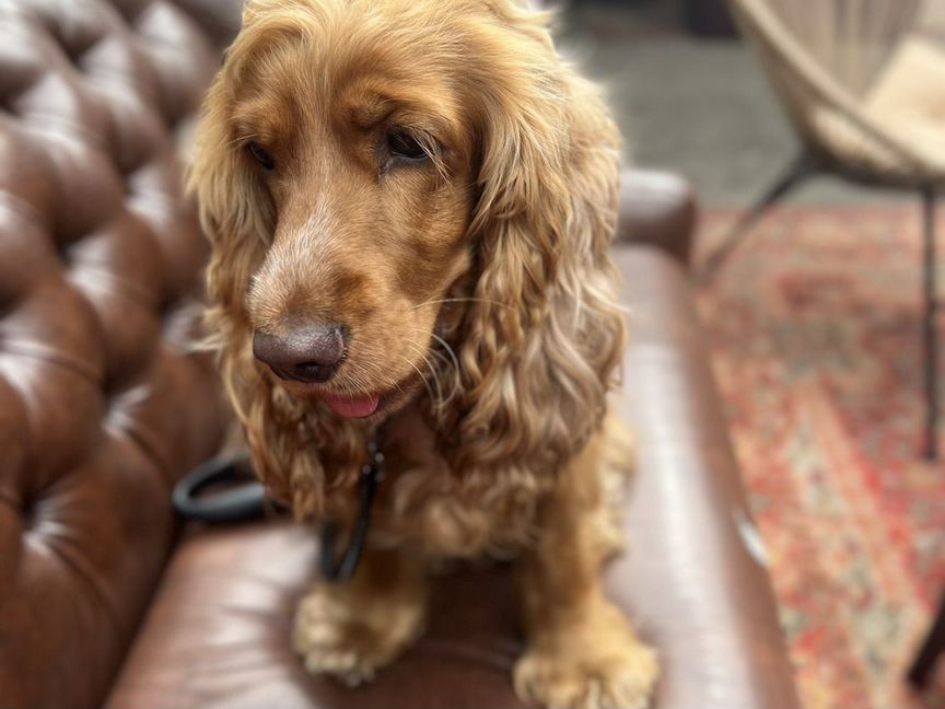 Собака в добрые руки кокер спаниель