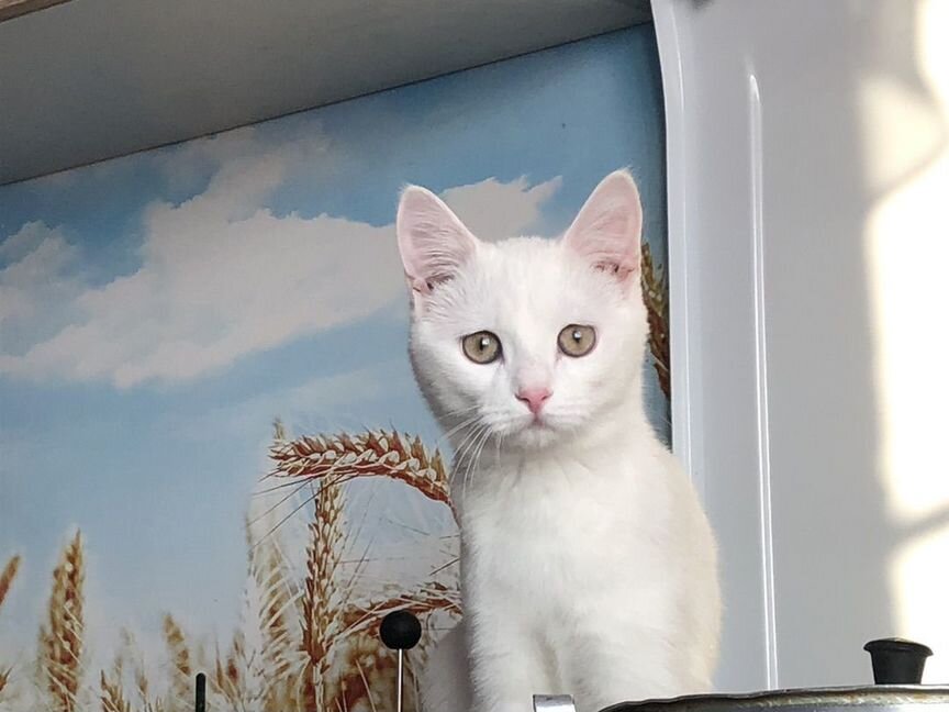 Кошки в добрые руки