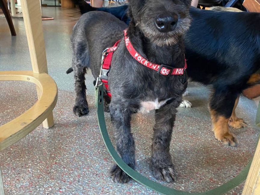 Квартирная собачка Рози в добрые руки