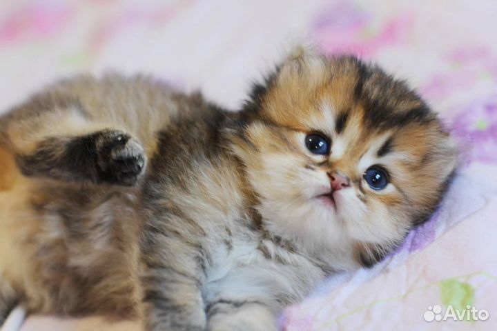 Пушистые британские золотые котята