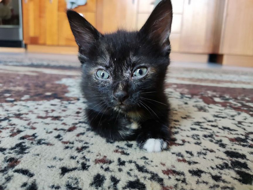 Ласковая кошечка восточных кровей