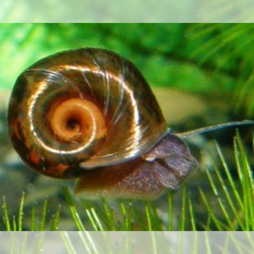 Улитки аквариумные