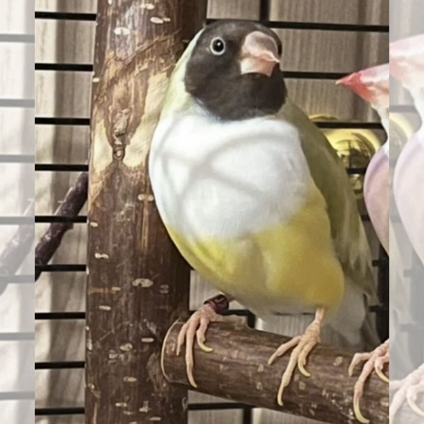 Гульда амадина