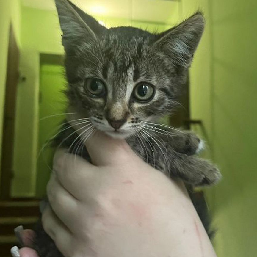 Котёнок