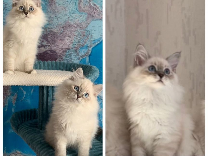 Котята Невские Маскарадные