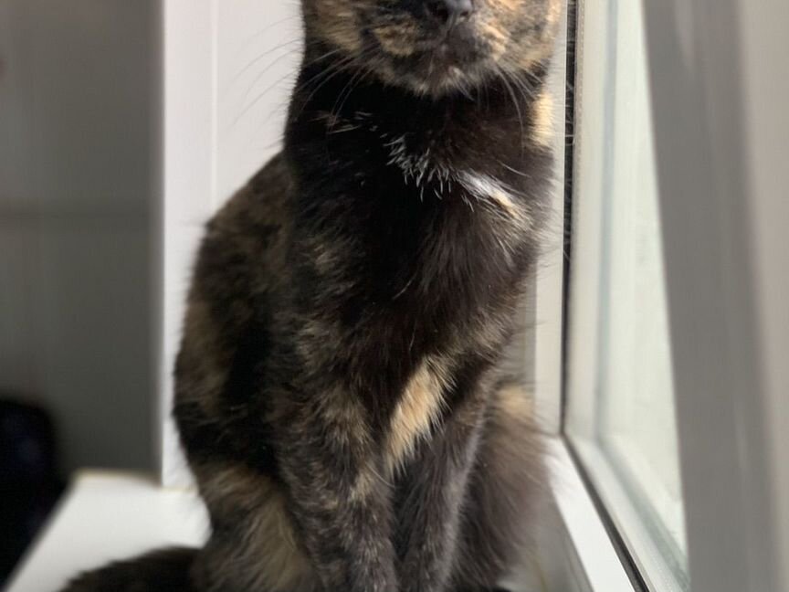 Кошки бесплатно