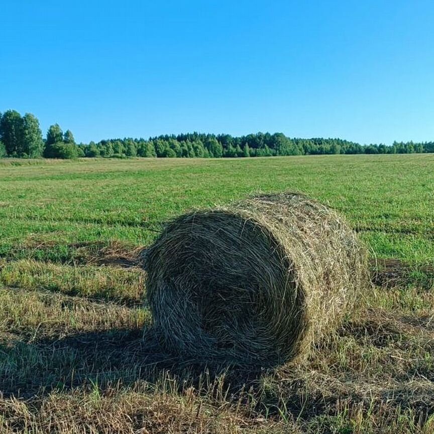 Сено
