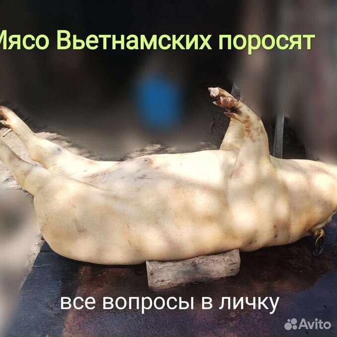 Вьетнамские свиньи