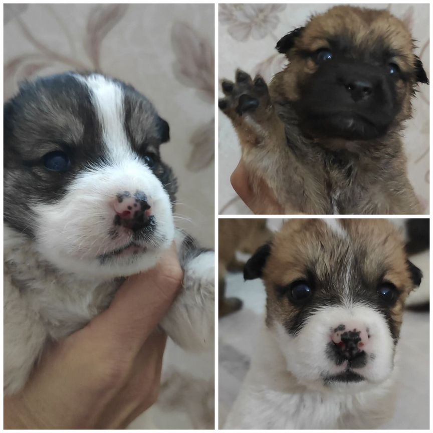 Малышата 1 месяц в заботливые руки