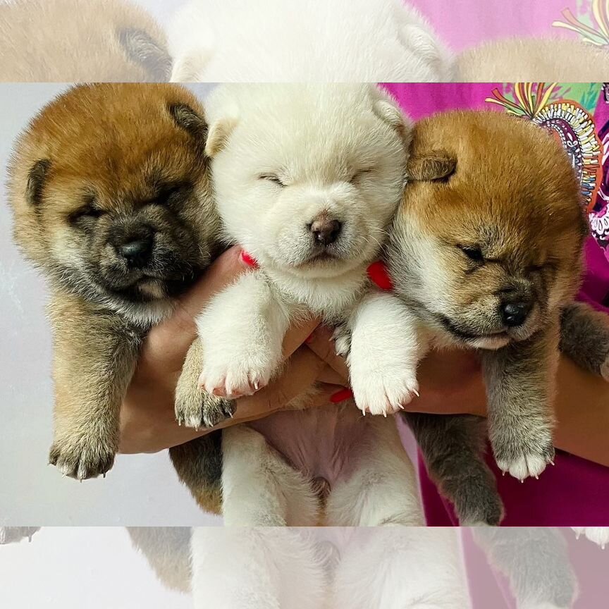 Плюшевые щенки сиба ину