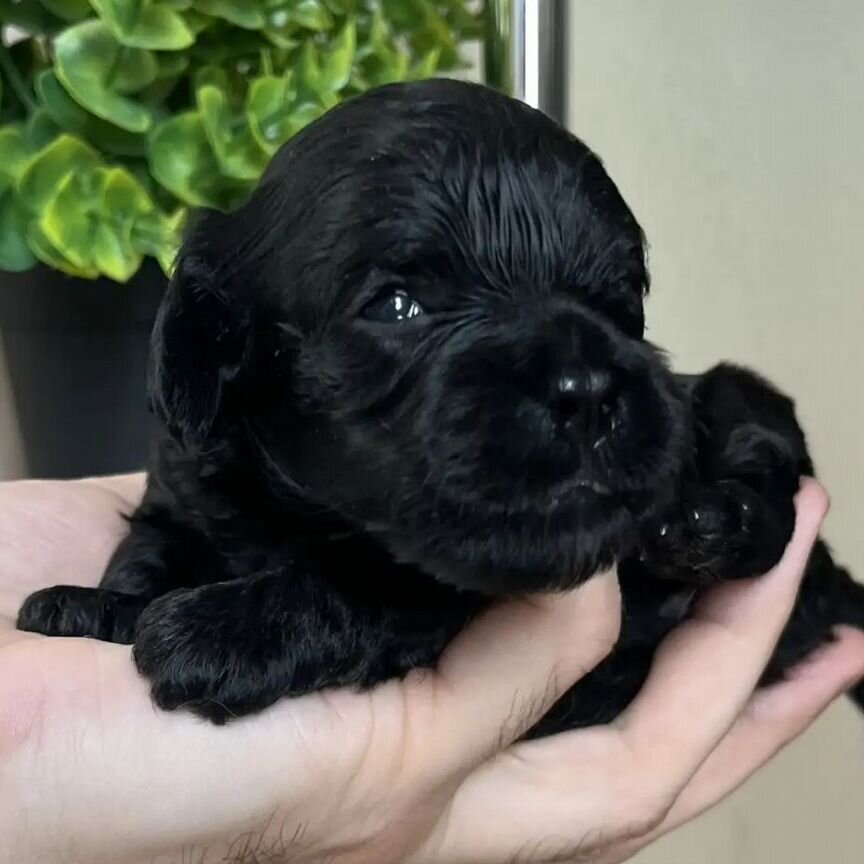 Кавапу, щенок