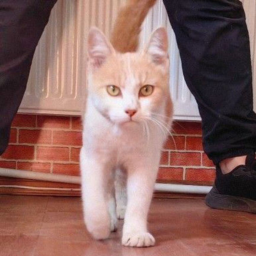 Брутальный и нежный котик в добрые руки