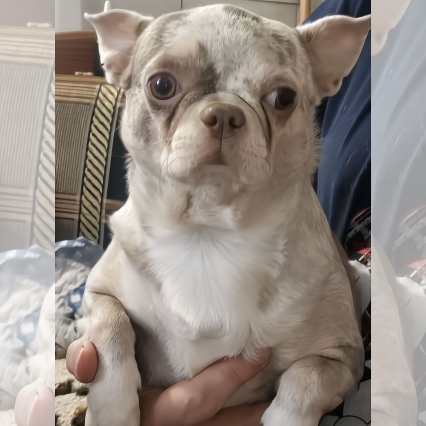 Чихуахуа, взрослая собака