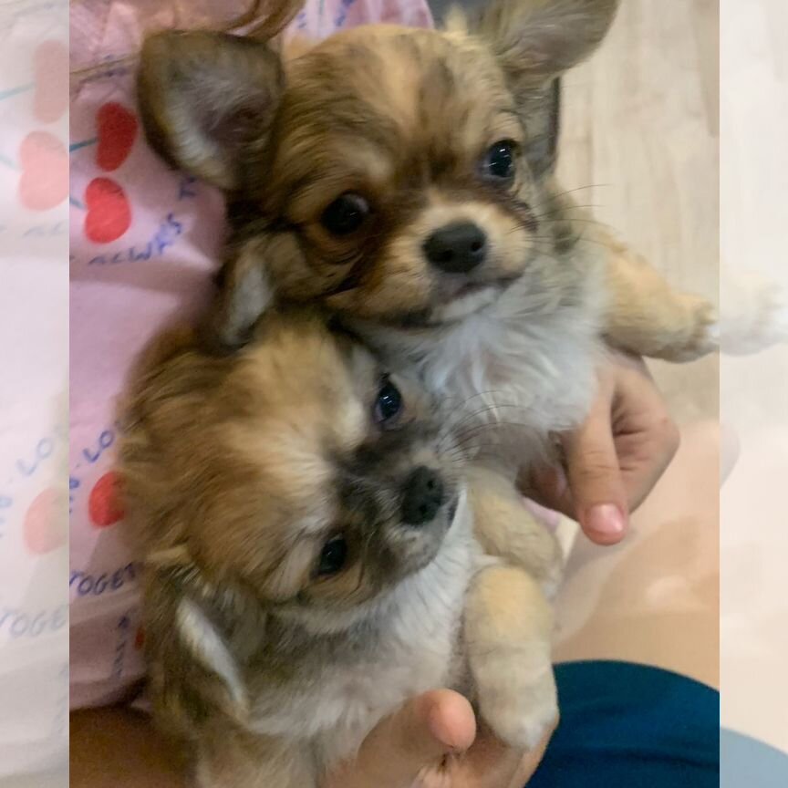 Щенки чихуахуа