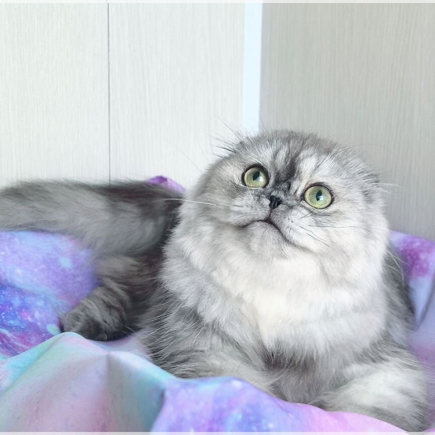 Шотландские вислоухие
