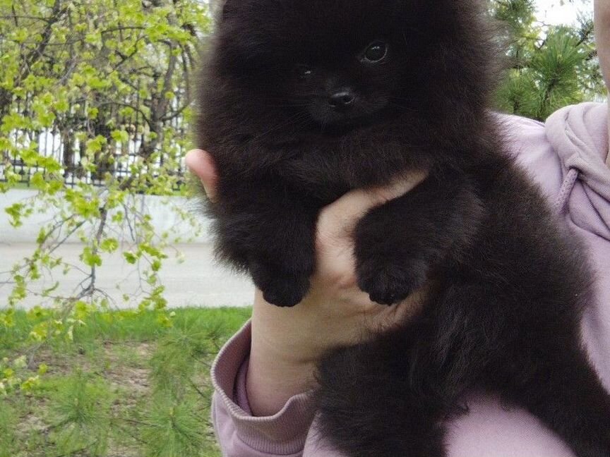 Чёрный как уголь, супер мини шпиц, 2,5 мес