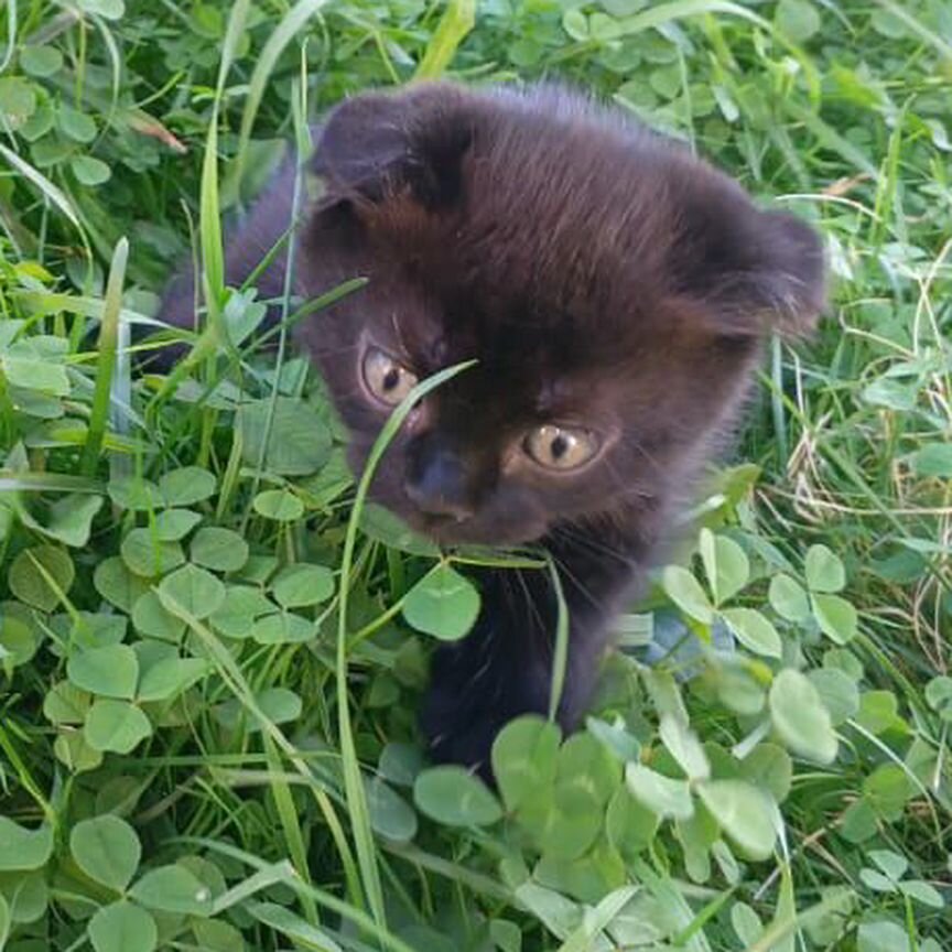 Котята