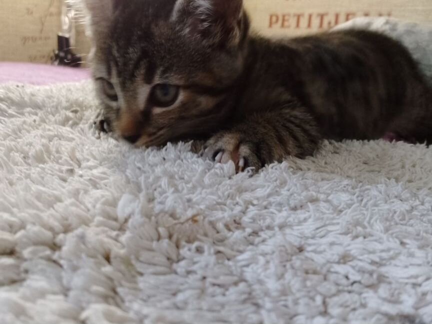 Отдам котëнка