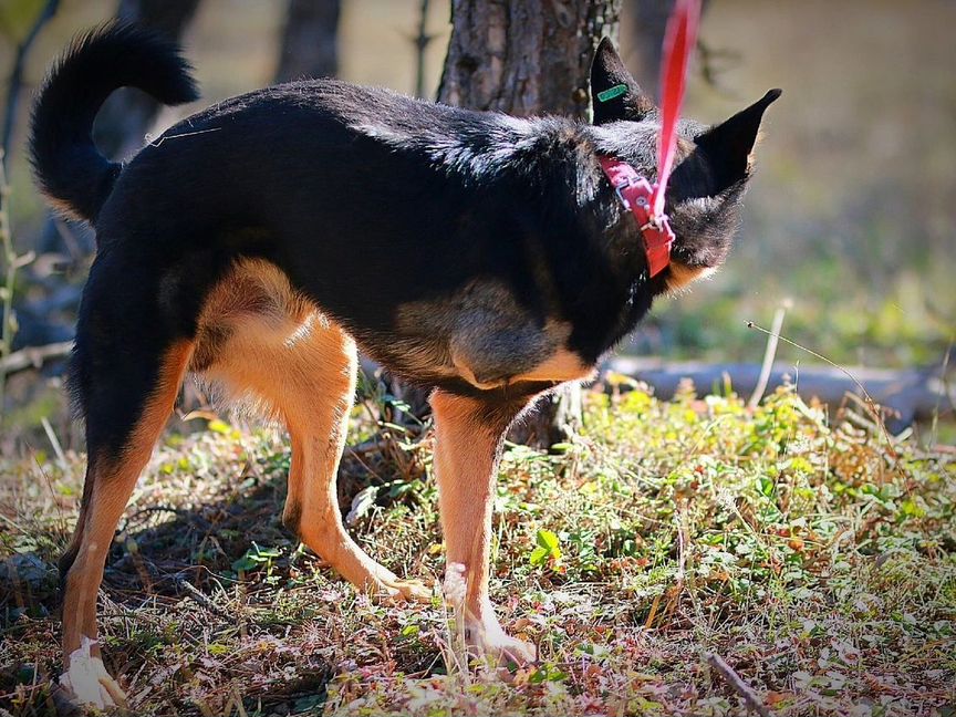 Черныш хочет домой