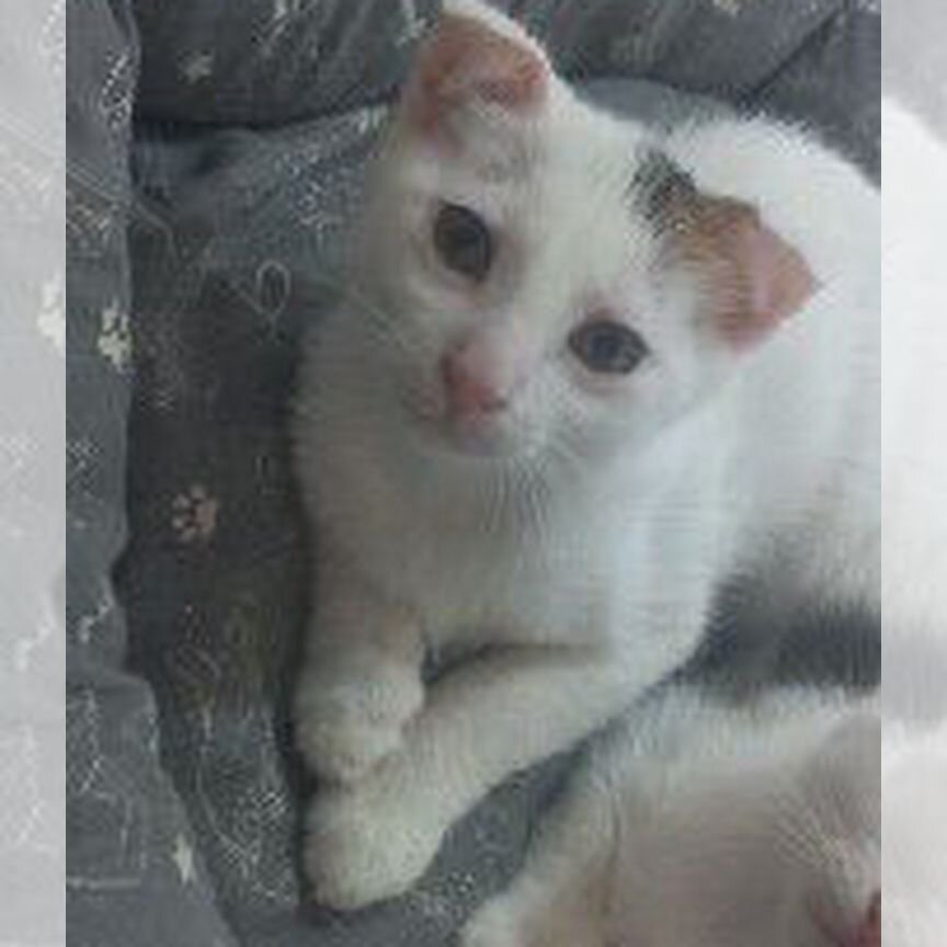 Котик в добрые руки