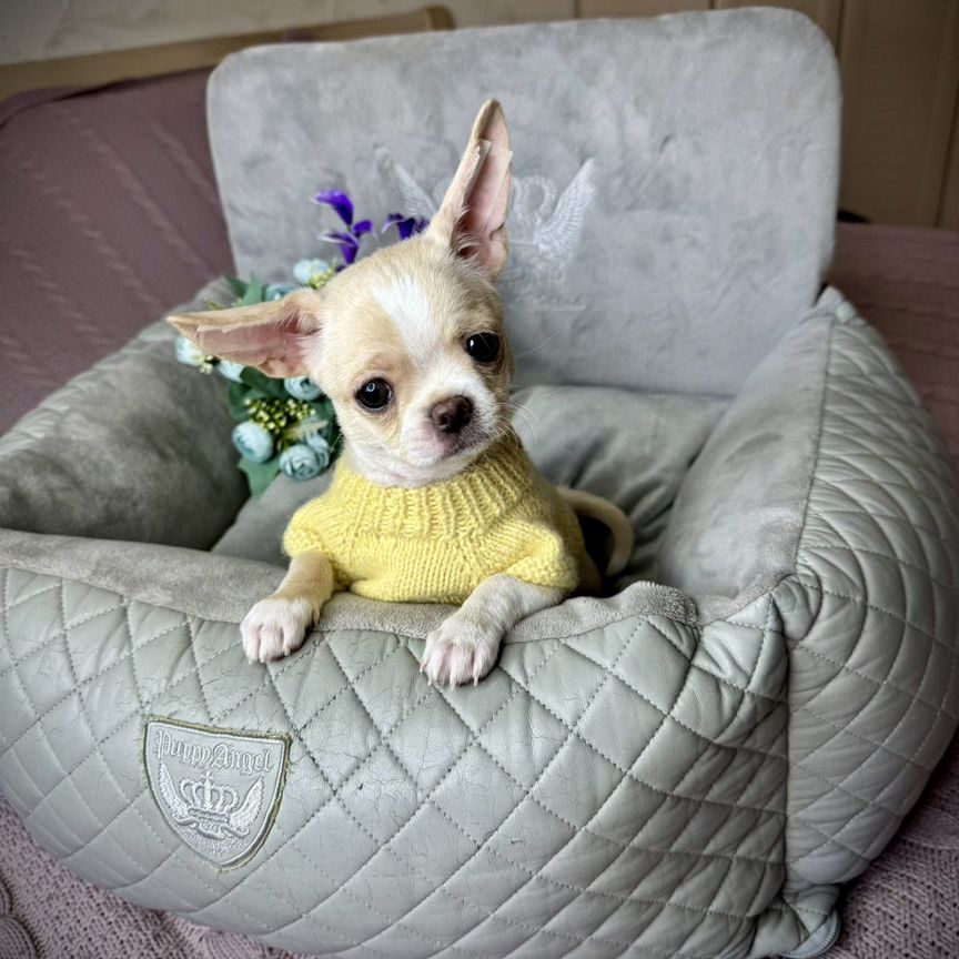 Чихуахуа мальчик