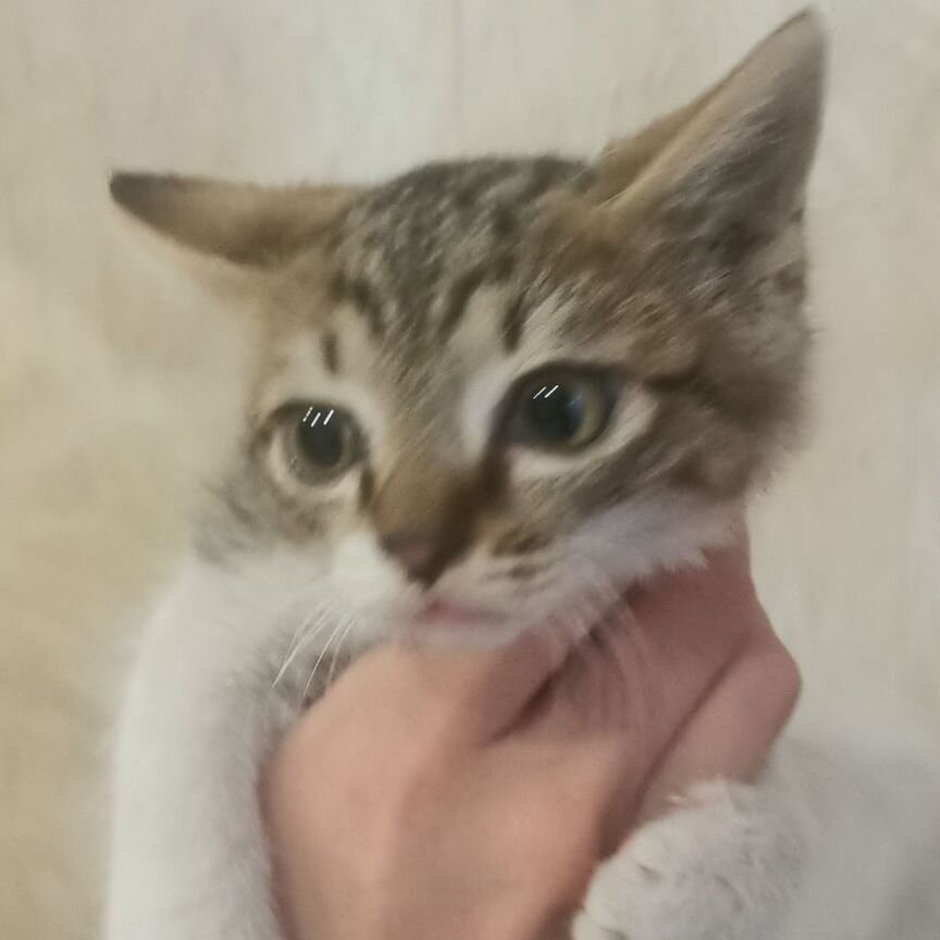 Котёнок от частного владельца