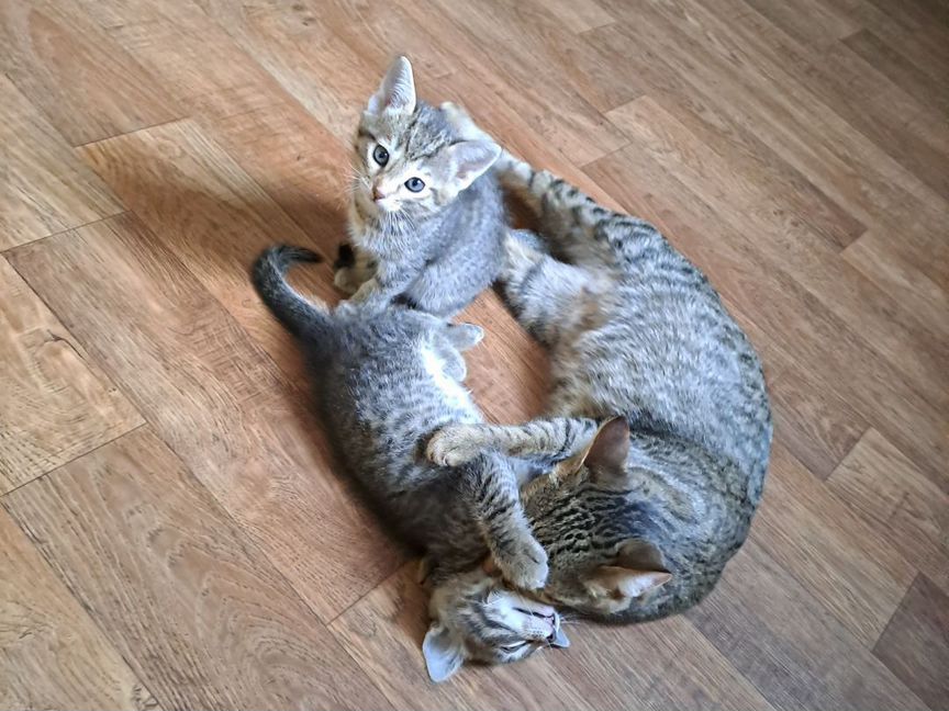 Бенгальские котята смесь