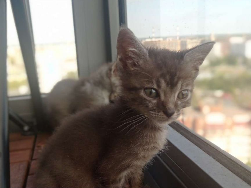 Котята