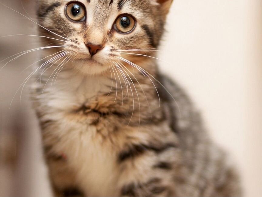 Кошка