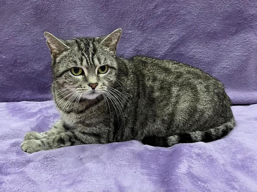 Вискасная кошка в добрые руки