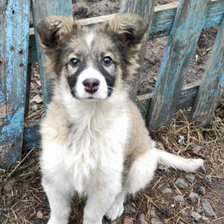 Щенок девочка в добрые руки бесплатно