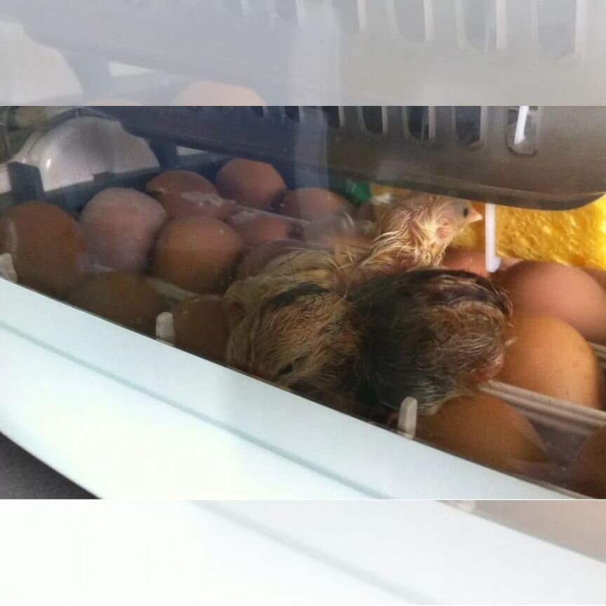 Вывод цыплят ко Дню Космонавтики