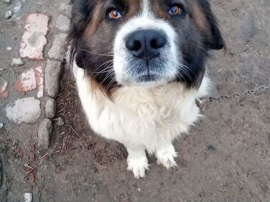 Московская сторожевая вязка