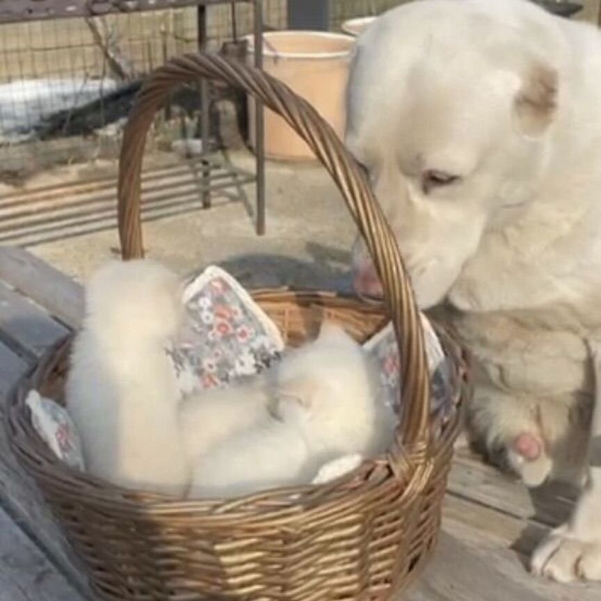 Британские котята