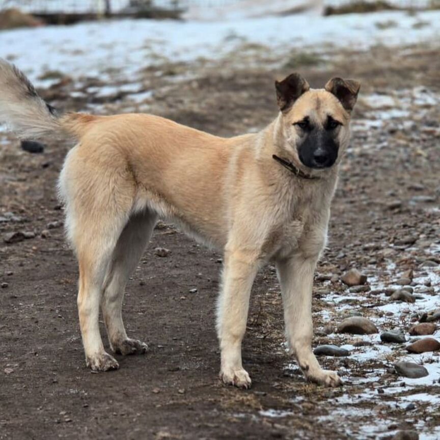 Собака в добрые руки отдам бесплатно