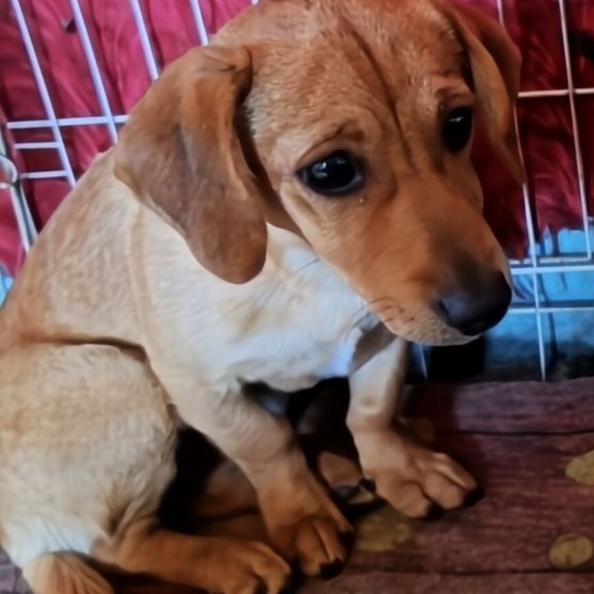 Такса, щенок