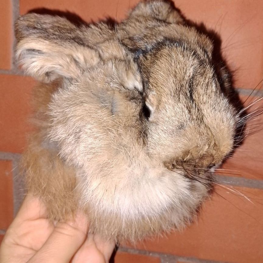 Лакомство для собак и кошек