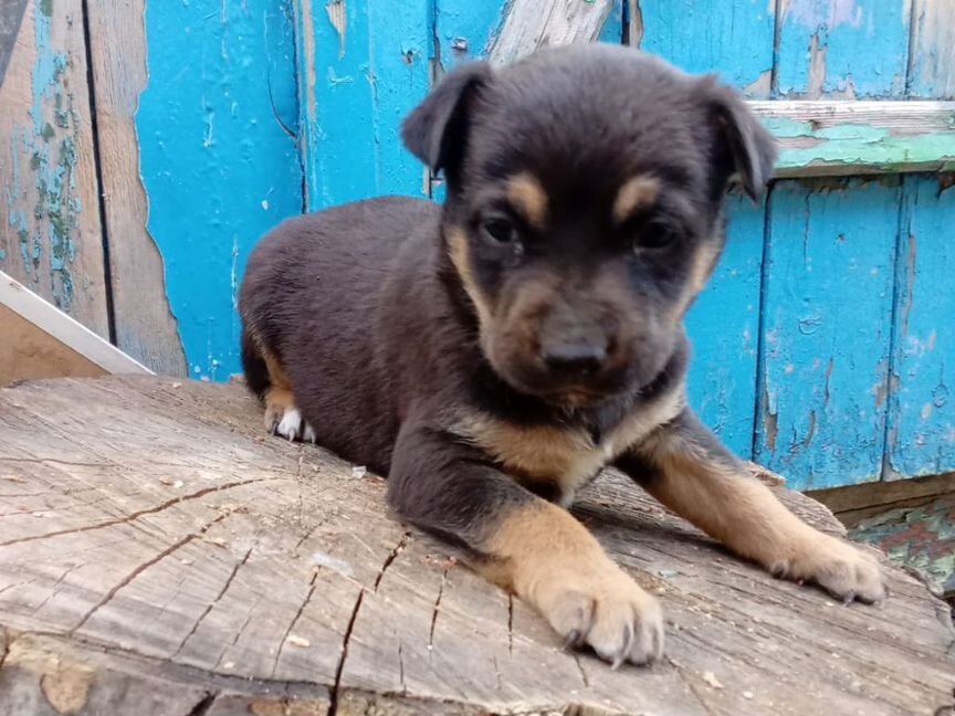 Собака в добрые руки отдам бесплатно