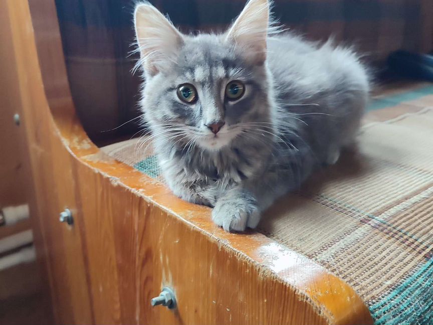 Ласковый котенок Листик