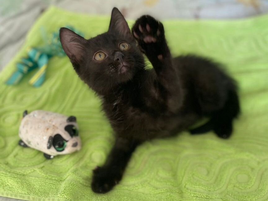 Очаровательный Черныш (2,5 мес.) в добрые руки