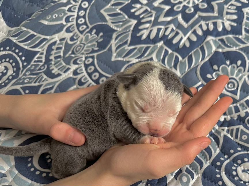 Американский булли покет