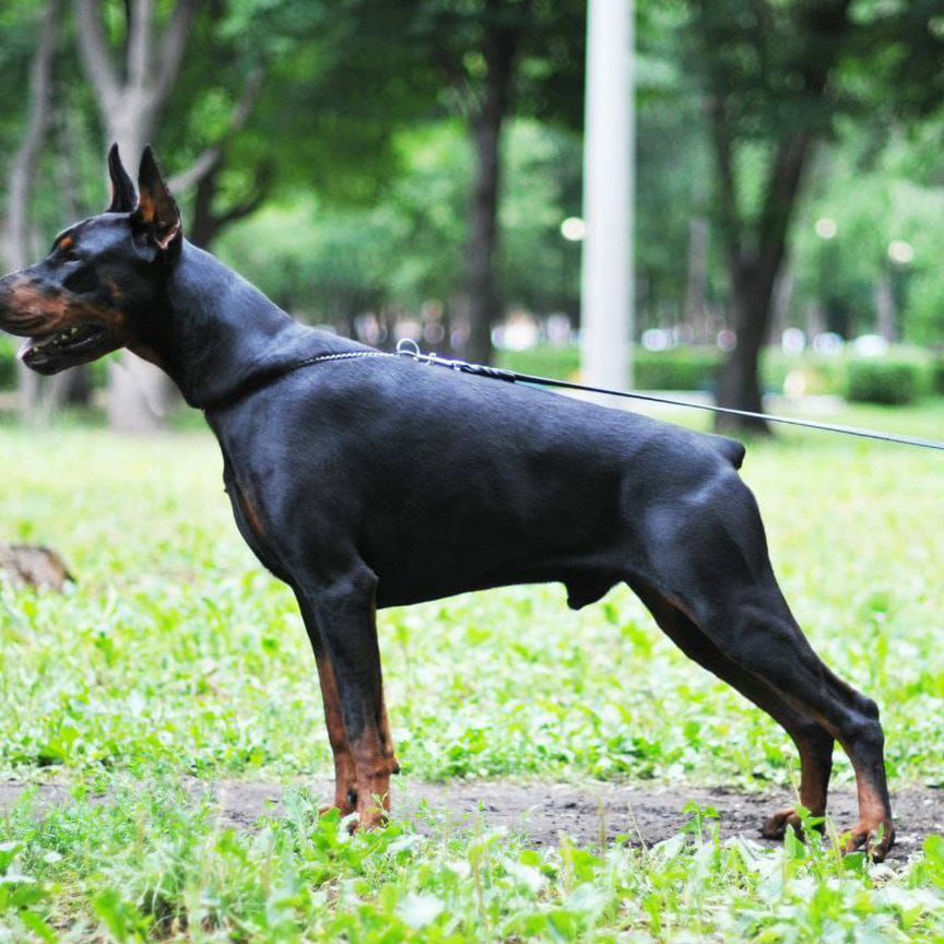 Щенки добермана