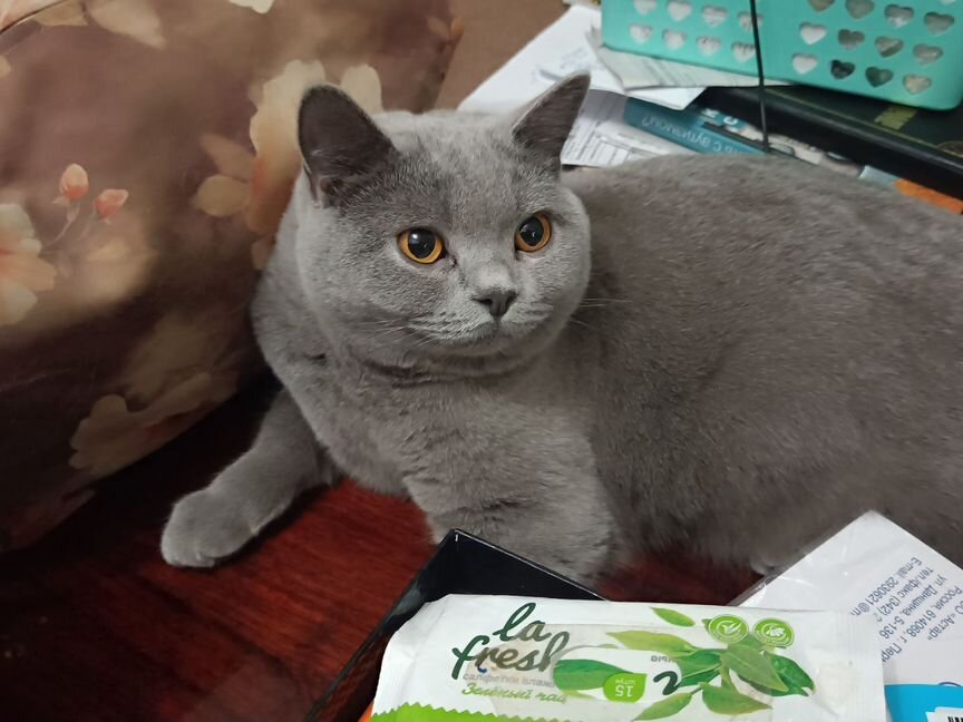 Две кошки ищут дом